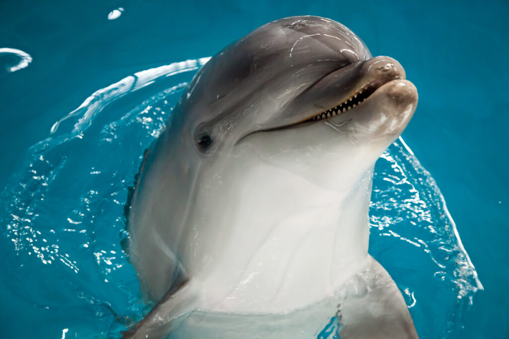Dolphin shows at the Lithuanian Maritime Museum • Klaipėdos turizmo ...